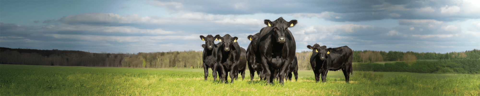 Belstra Action Feeds - Belstra Milling